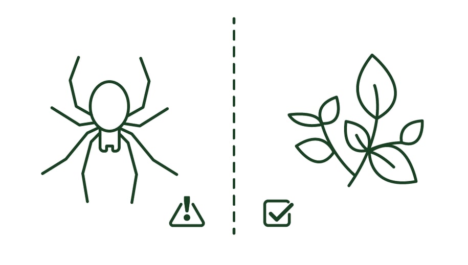 Biophilia – The Love of Life and All Living Systems