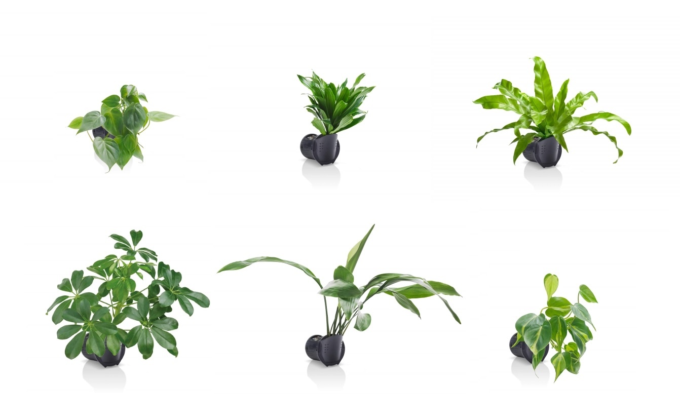 How do Naava Plants Stay Alive and Kicking?